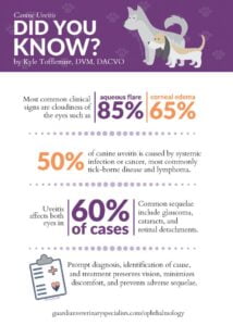 Canine Uveitis: Inflammation of the Eye – Guardian Veterinary Specialists