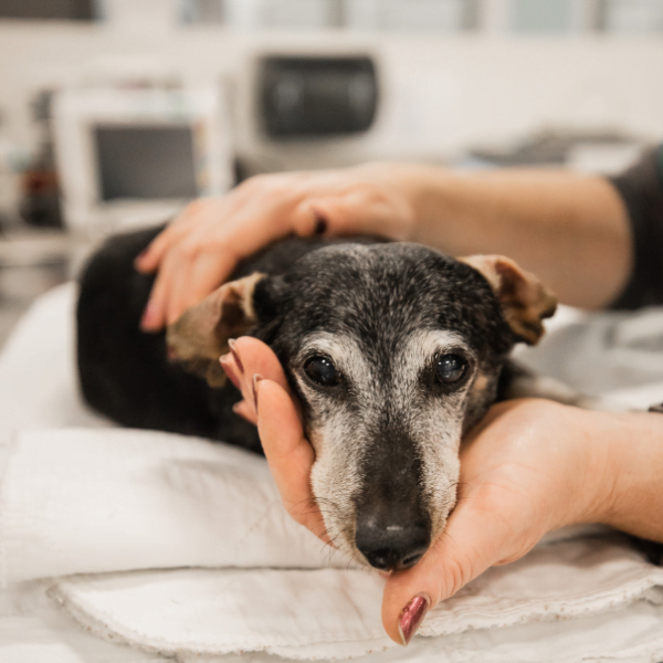 24/7 Emergency & Critical Care - https://guardianveterinaryspecialists.com