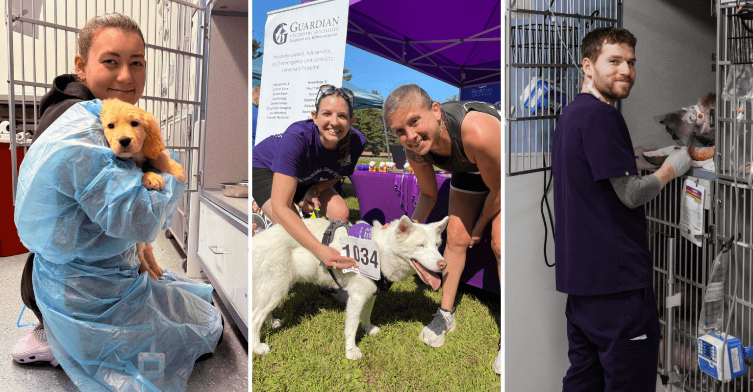 Careers – Guardian Veterinary Specialists